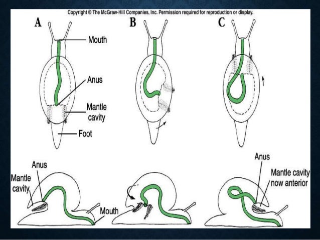 Torsion in gastropoda