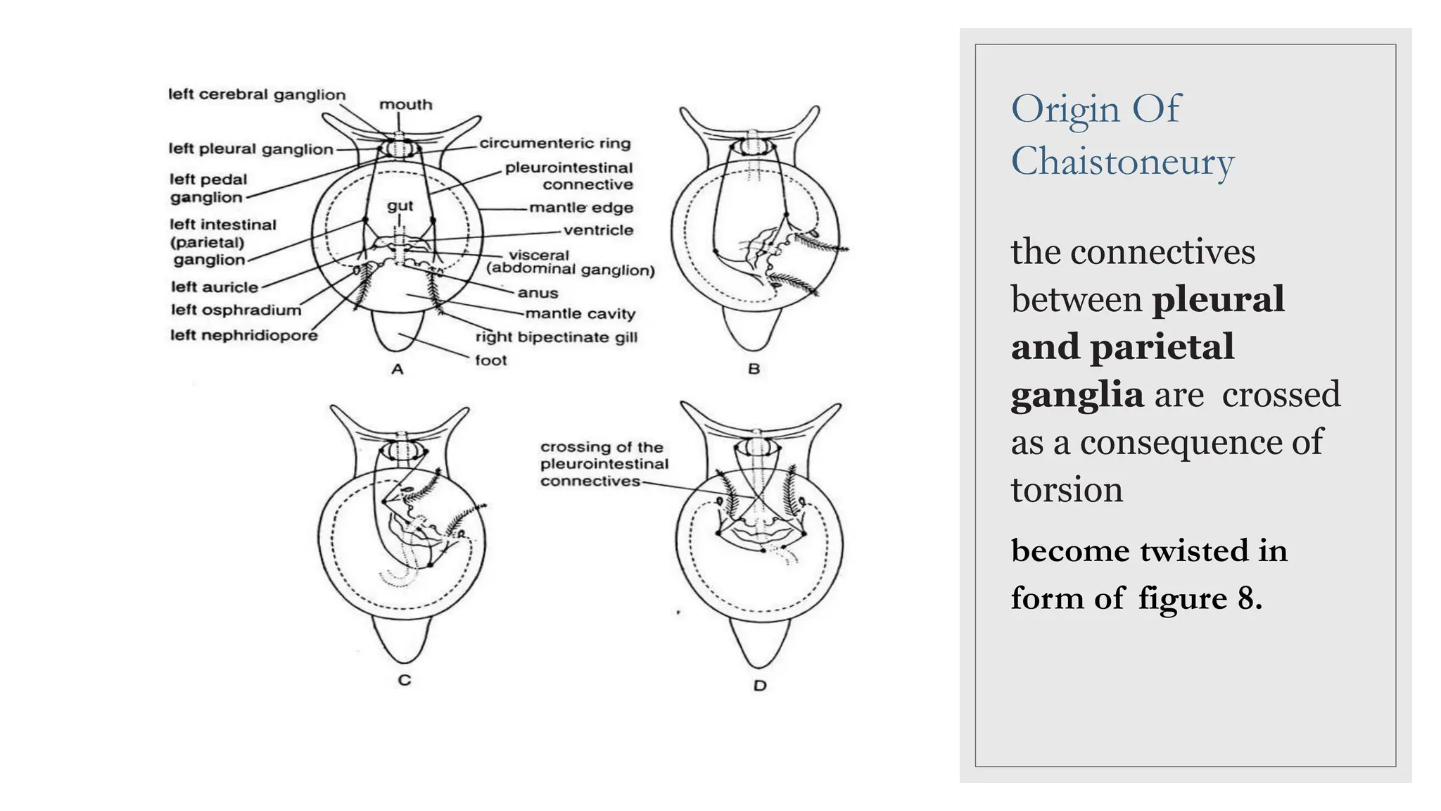 TORSION IN GASTROPODS- Anatomical event (Zoology) | PPTX
