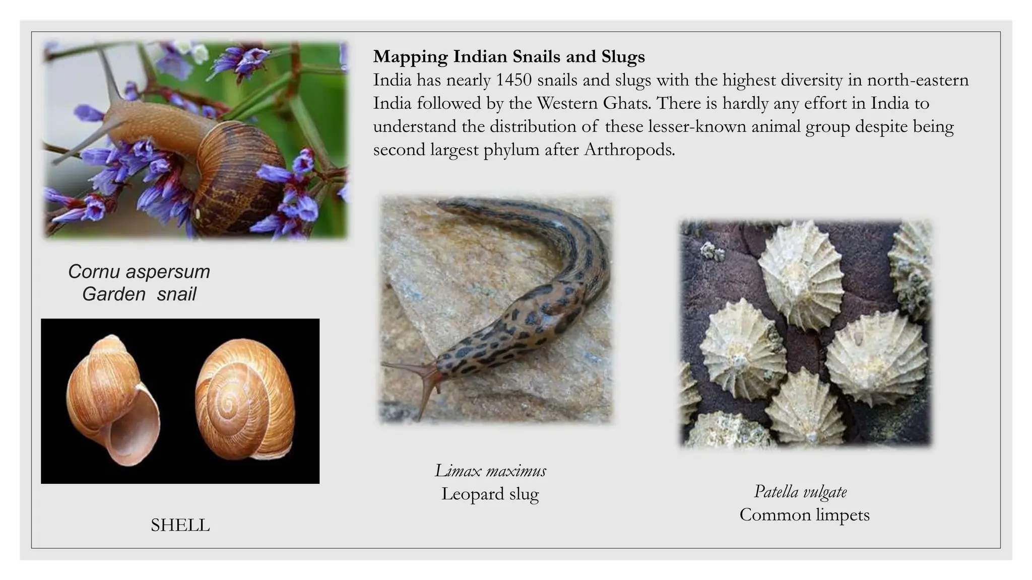 TORSION IN GASTROPODS- Anatomical event (Zoology) | PPTX
