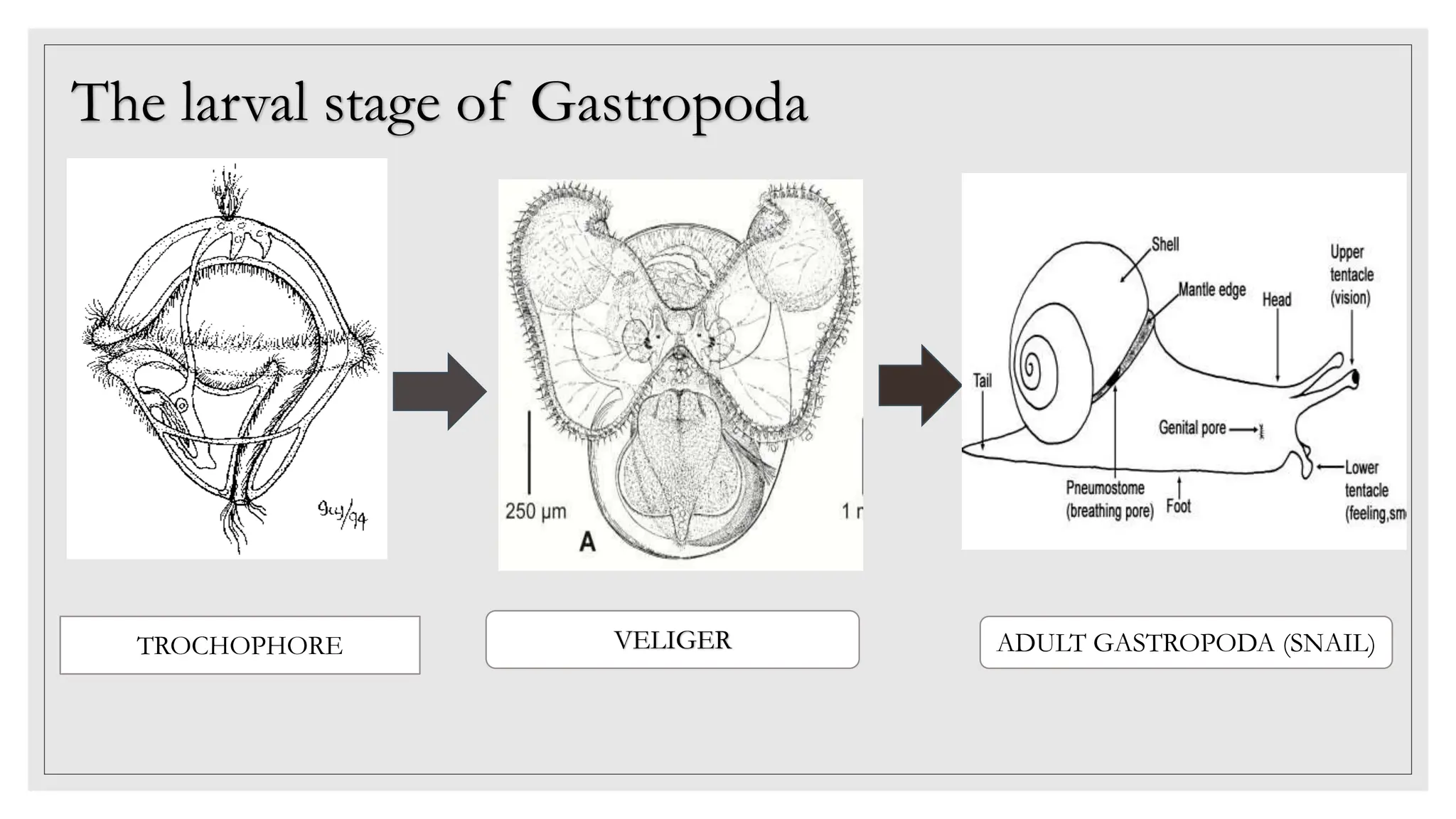 TORSION IN GASTROPODS- Anatomical event (Zoology) | PPTX | Geology | Science