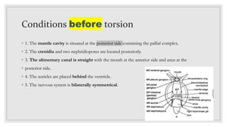 TORSION IN GASTROPODS- Anatomical event (Zoology) | PPTX