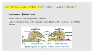 TORSION IN GASTROPODS- Anatomical event (Zoology) | PPTX
