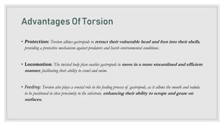 TORSION IN GASTROPODS- Anatomical event (Zoology) | PPTX