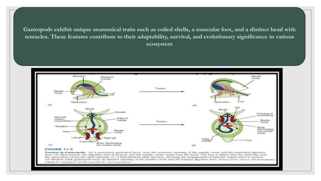 TORSION IN GASTROPODS- Anatomical event (Zoology) | PPTX | Geology | Science