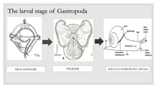 TORSION IN GASTROPODS- Anatomical event (Zoology) | PPTX