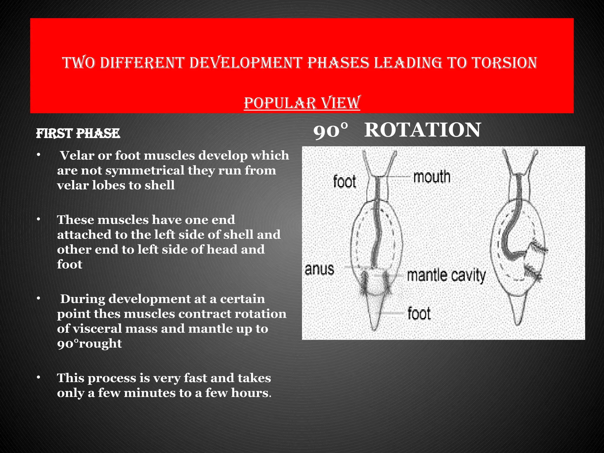 Torsion in Gastropoda by Shivani Vishwakarma M.Sc. I year.pptx