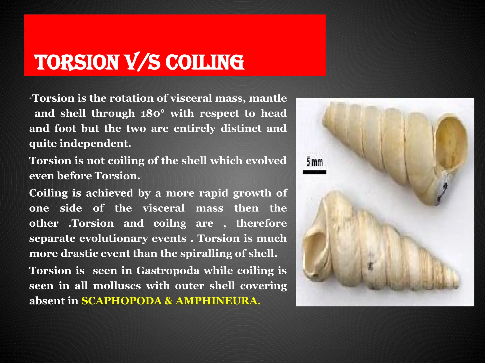 Torsion in Gastropoda by Shivani Vishwakarma M.Sc. I year.pptx