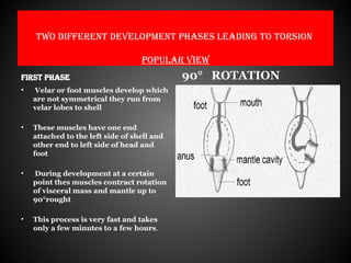 Torsion in Gastropoda by Shivani Vishwakarma M.Sc. I year.pptx