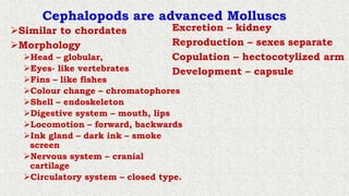 Torsion in Mollusca.pptx