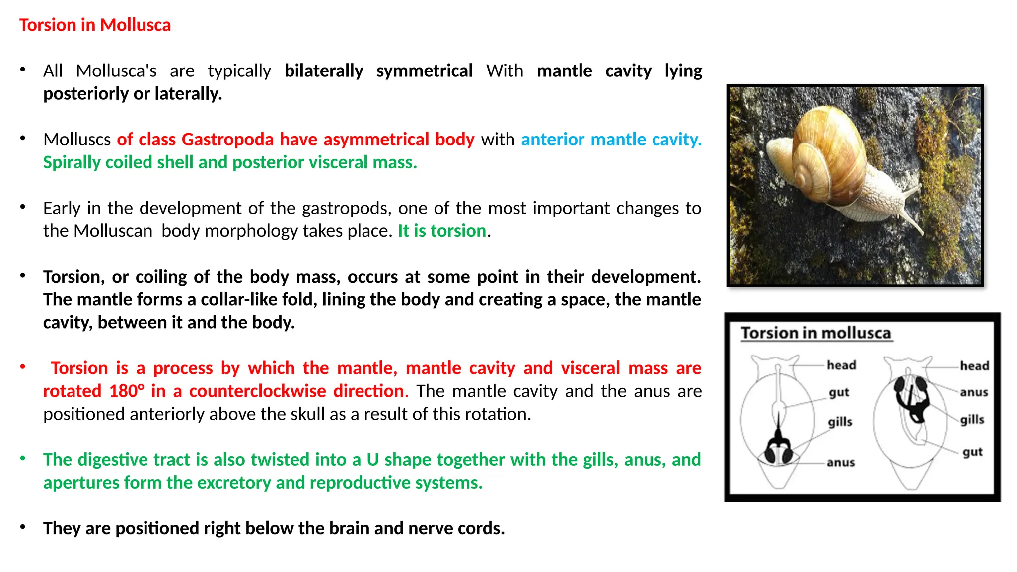 Torsion in Mollusca, Mechanism of torsion | PPTX