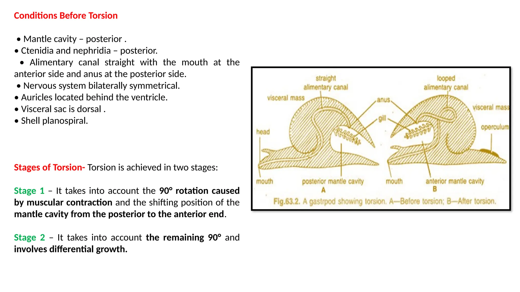 Torsion in Mollusca, Mechanism of torsion | PPTX