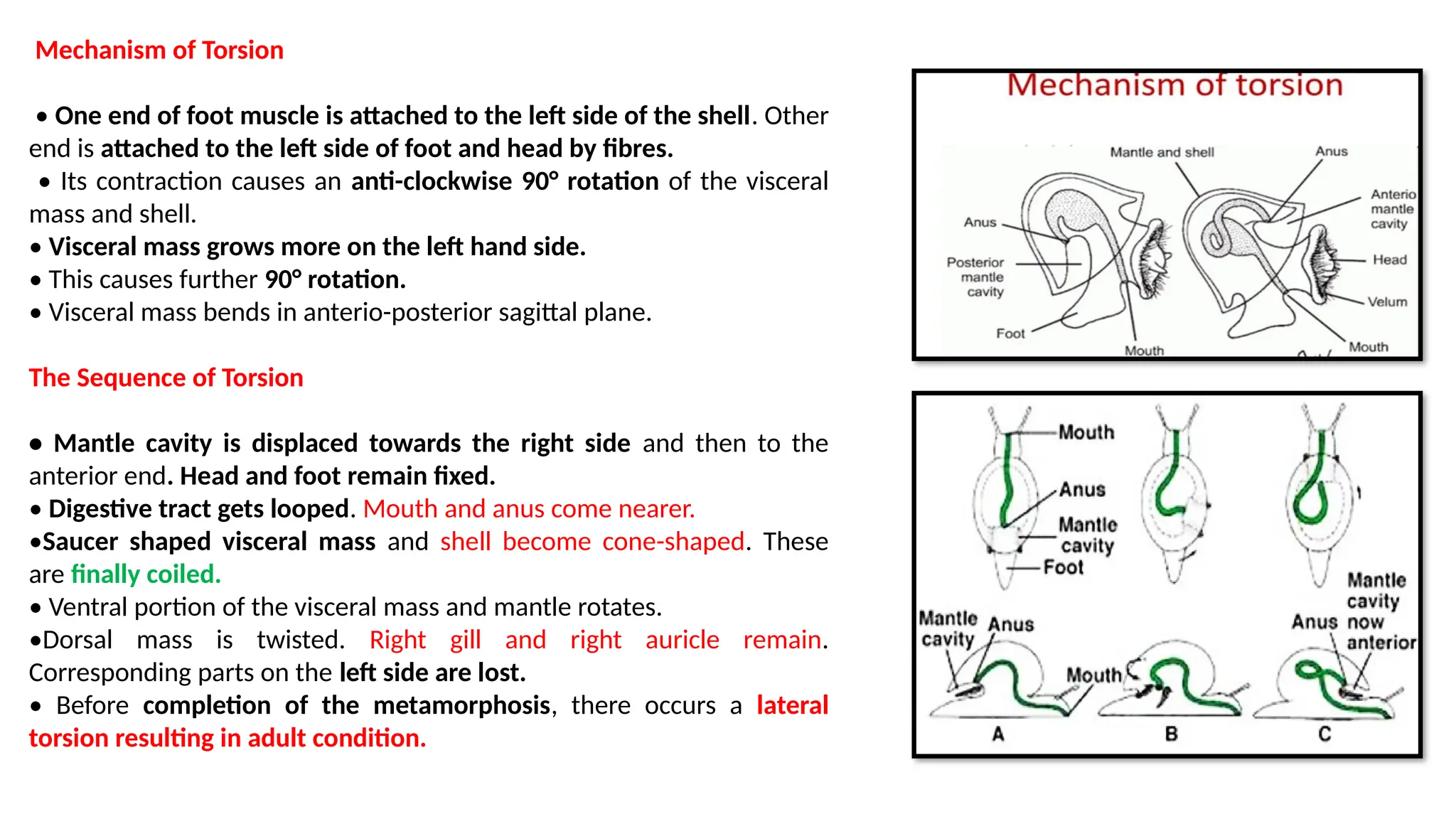 Torsion in Mollusca, Mechanism of torsion | PPTX