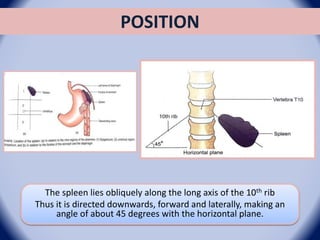 Torsion of spleen | PPT