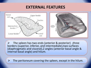 Torsion of spleen | PPT