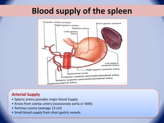 Torsion of spleen | PPT