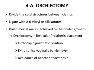 Torsion testis - Operative chat | PPTX