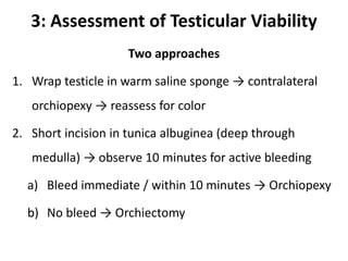 Torsion testis - Operative chat | PPTX