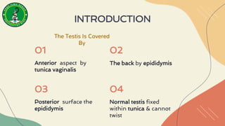TORSIO TESTIS presentasion fixxed NEW.pptx