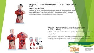 modelo de maqueta para el estudio torso pdf.pptx