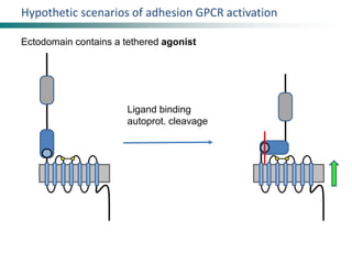 Targeting giants - the pharmacology of adhesions GPCRs | PDF