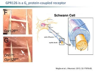 Targeting giants - the pharmacology of adhesions GPCRs | PDF
