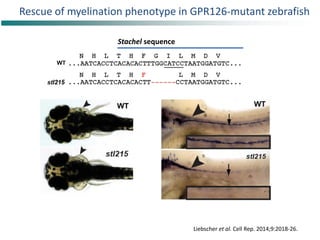 Targeting giants - the pharmacology of adhesions GPCRs | PDF