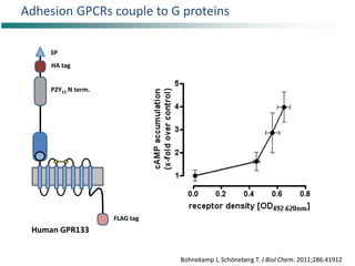 Targeting giants - the pharmacology of adhesions GPCRs | PDF
