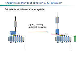 Targeting giants - the pharmacology of adhesions GPCRs | PDF