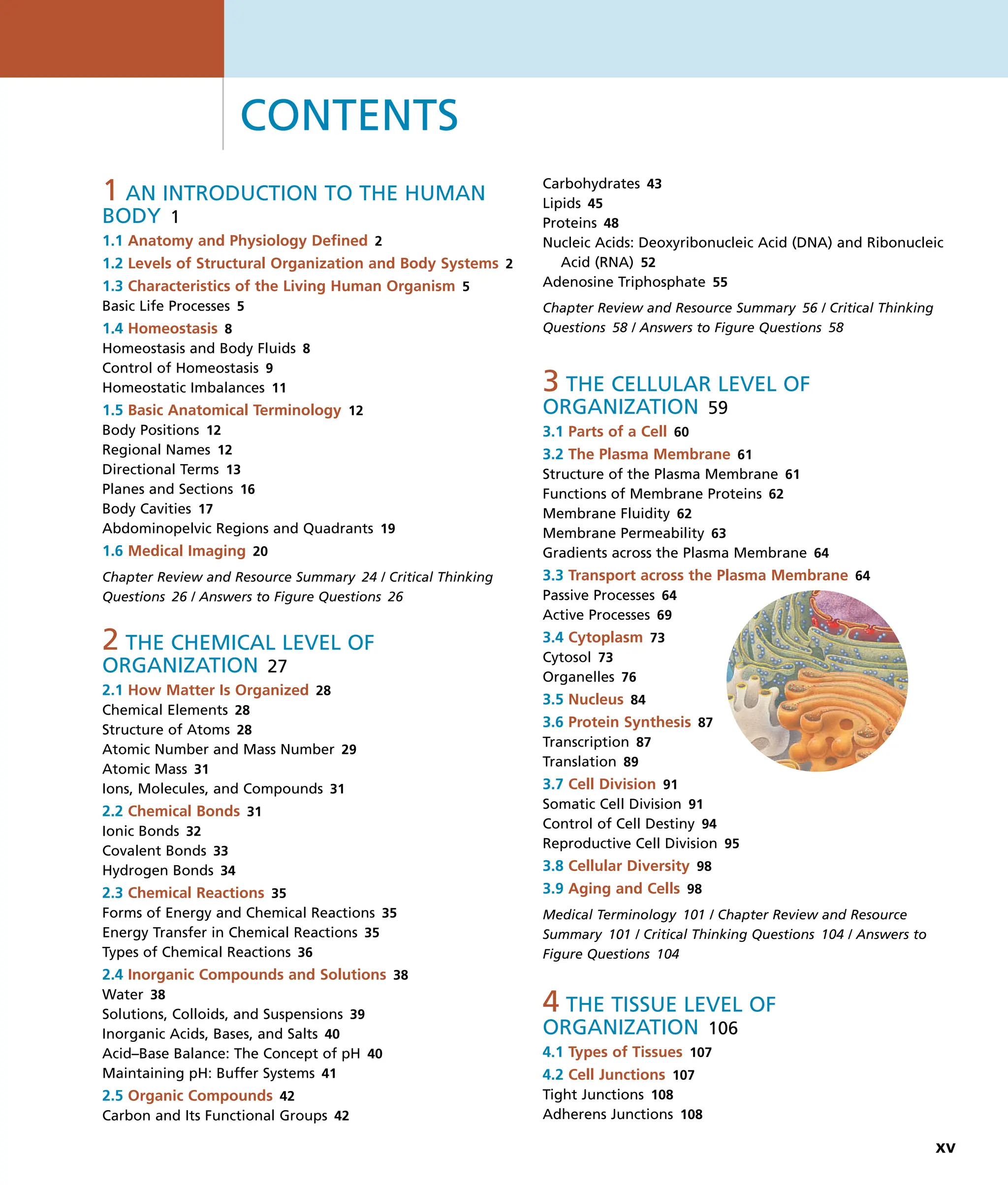 Tortora PRINCIPLES OF ANATOMY AND PHYSIOLOGY - Tortora - 14th Ed.pdf
