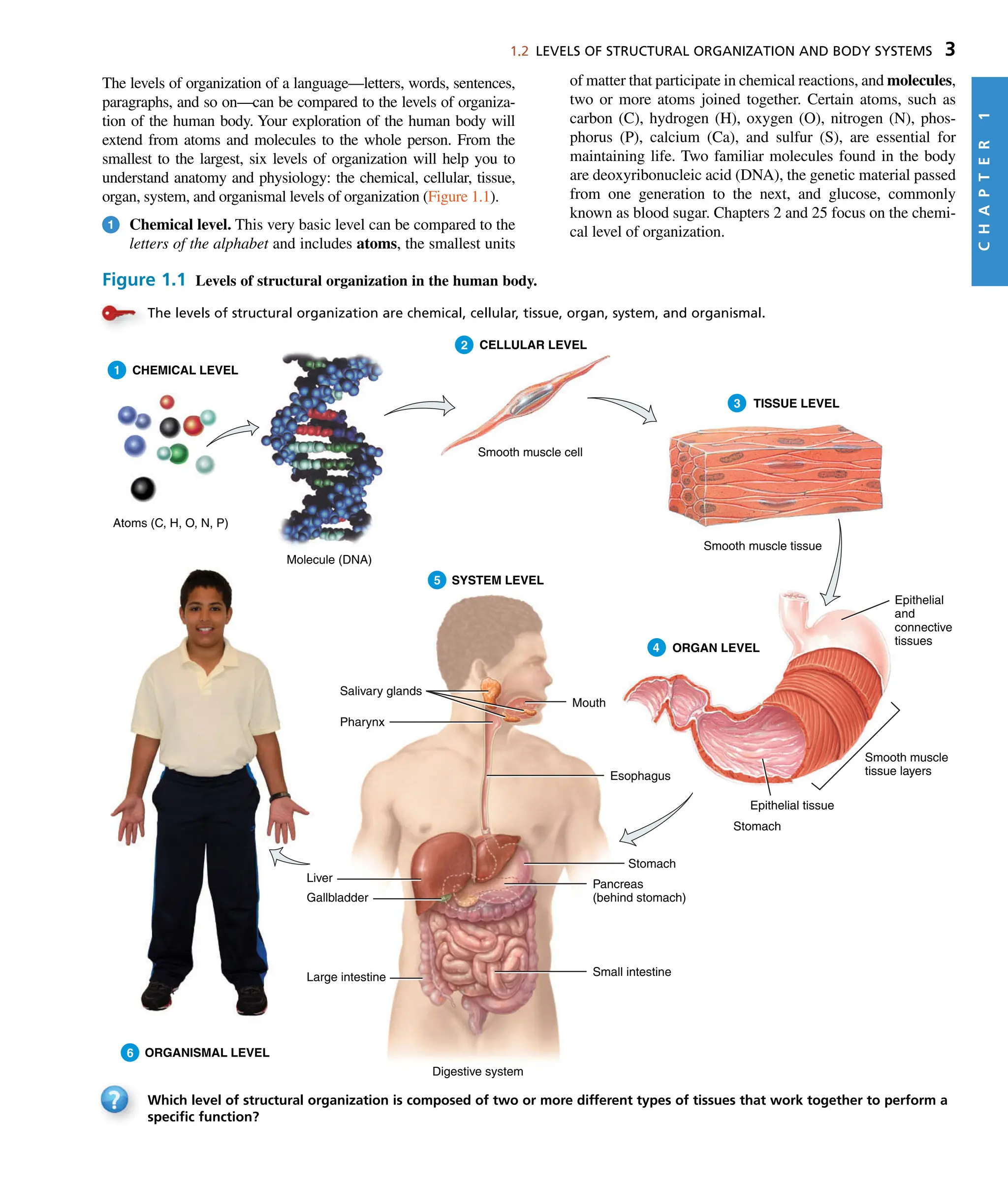Tortora PRINCIPLES OF ANATOMY AND PHYSIOLOGY - Tortora - 14th Ed.pdf