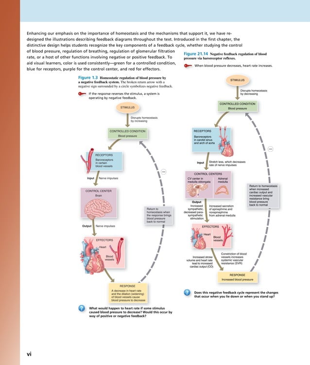 Tortora PRINCIPLES OF ANATOMY AND PHYSIOLOGY - Tortora - 14th Ed.pdf