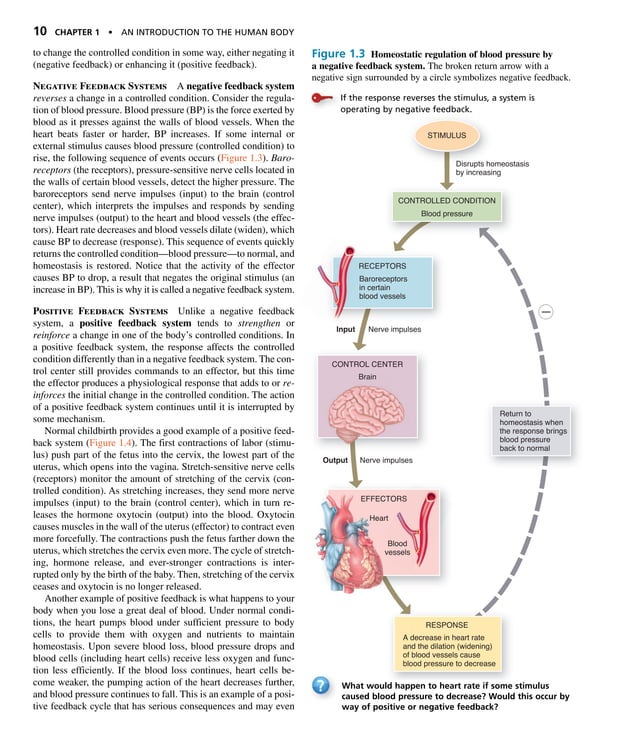 Tortora PRINCIPLES OF ANATOMY AND PHYSIOLOGY - Tortora - 14th Ed.pdf