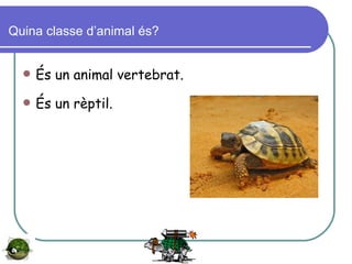 Tortuga | PPS