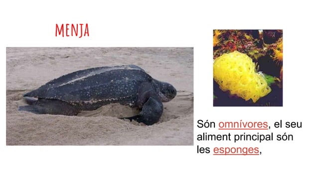 Tortuga baula | PPTX