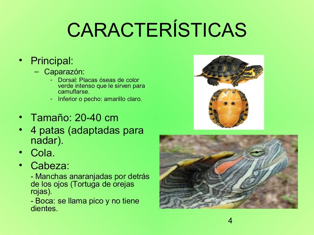 Tortuga de florida maría e.