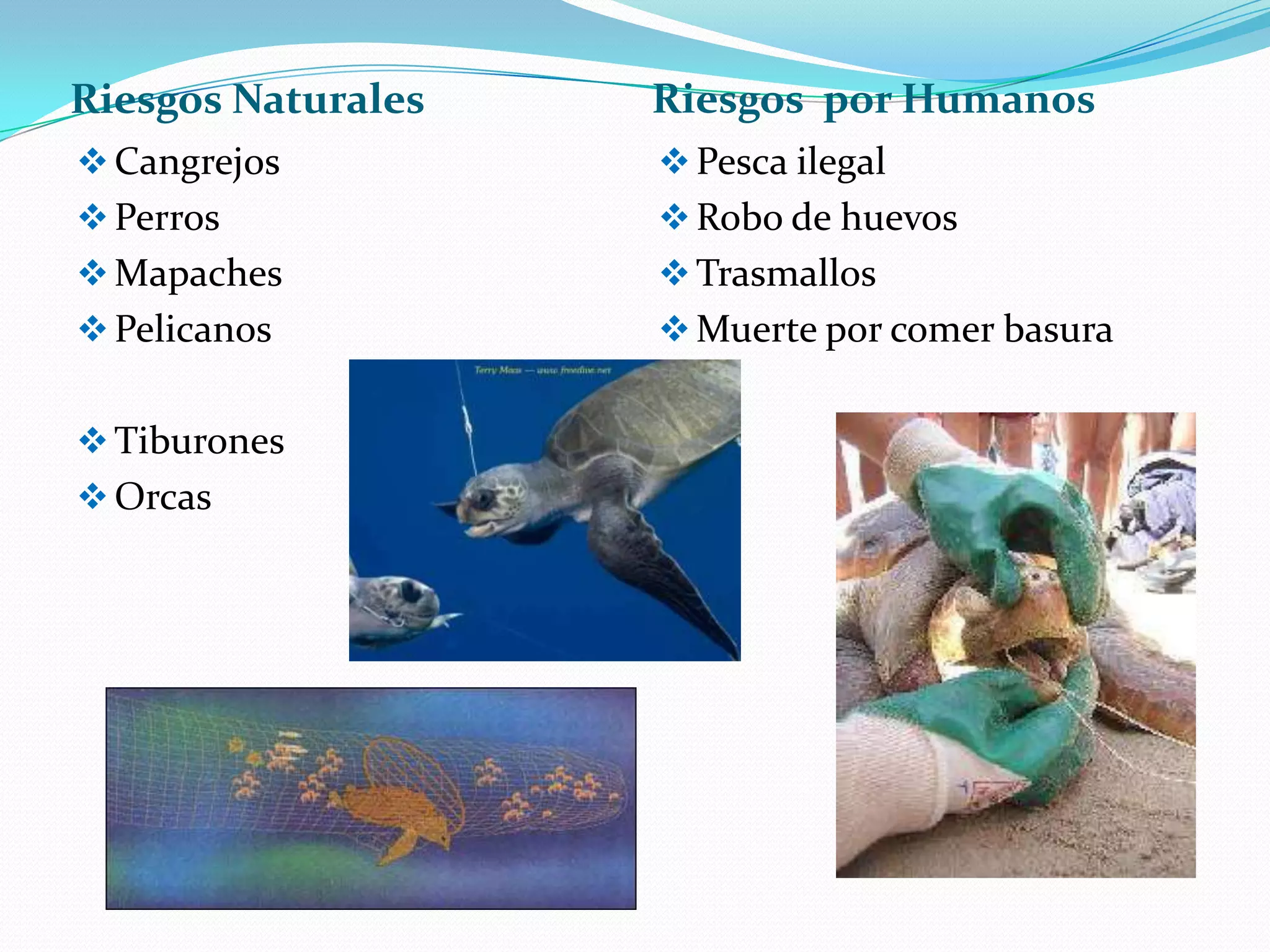 Tortugas marinas | PPTX