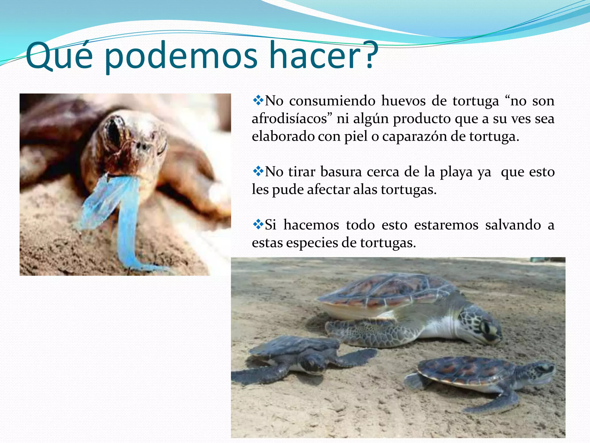 Tortugas marinas | PPTX