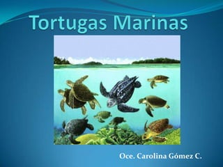 Tortugas marinas | PPTX