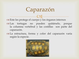 Tortugas Terrestres | PPTX