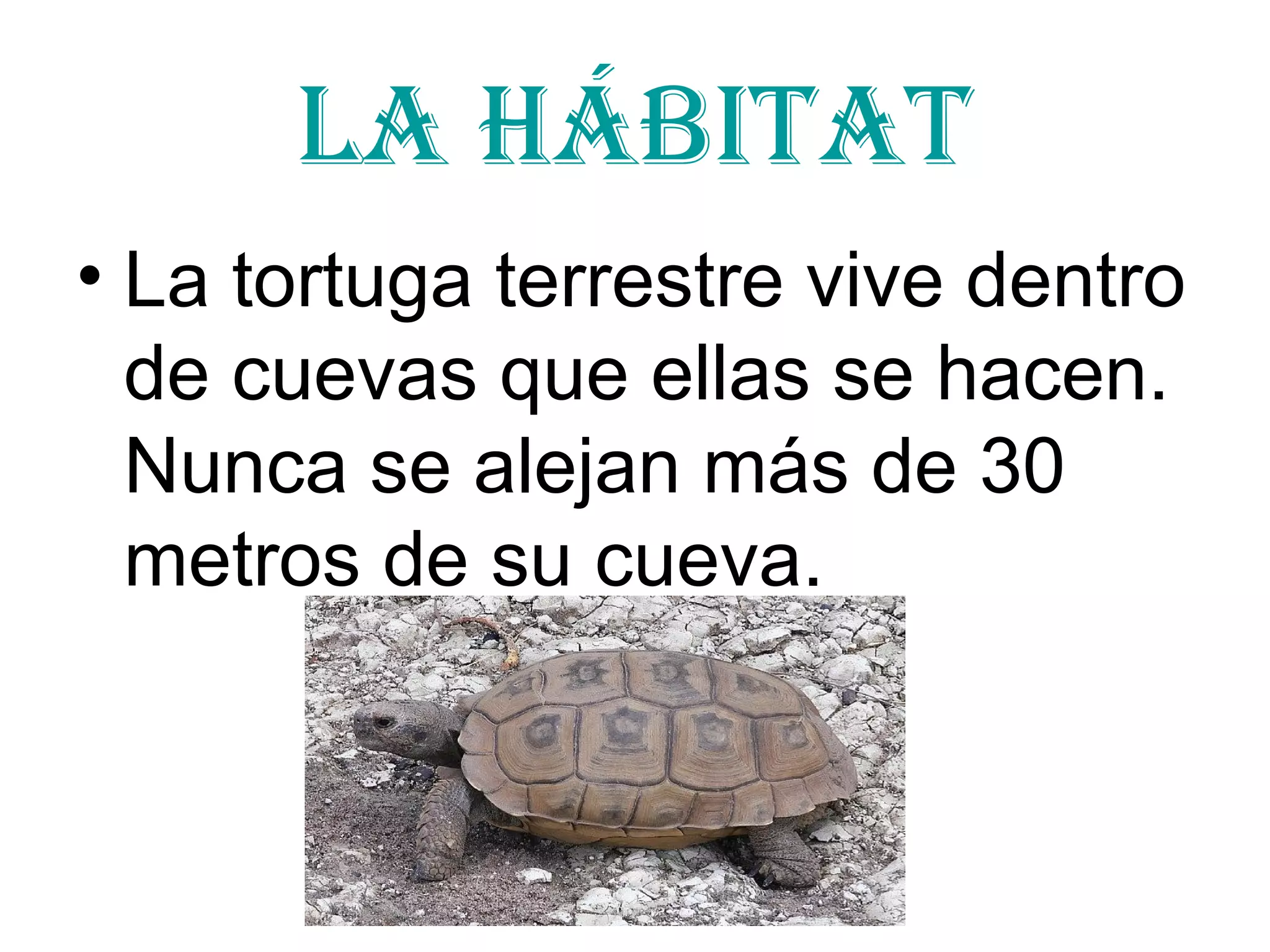 Tortuga terrestre hugo j | PPT