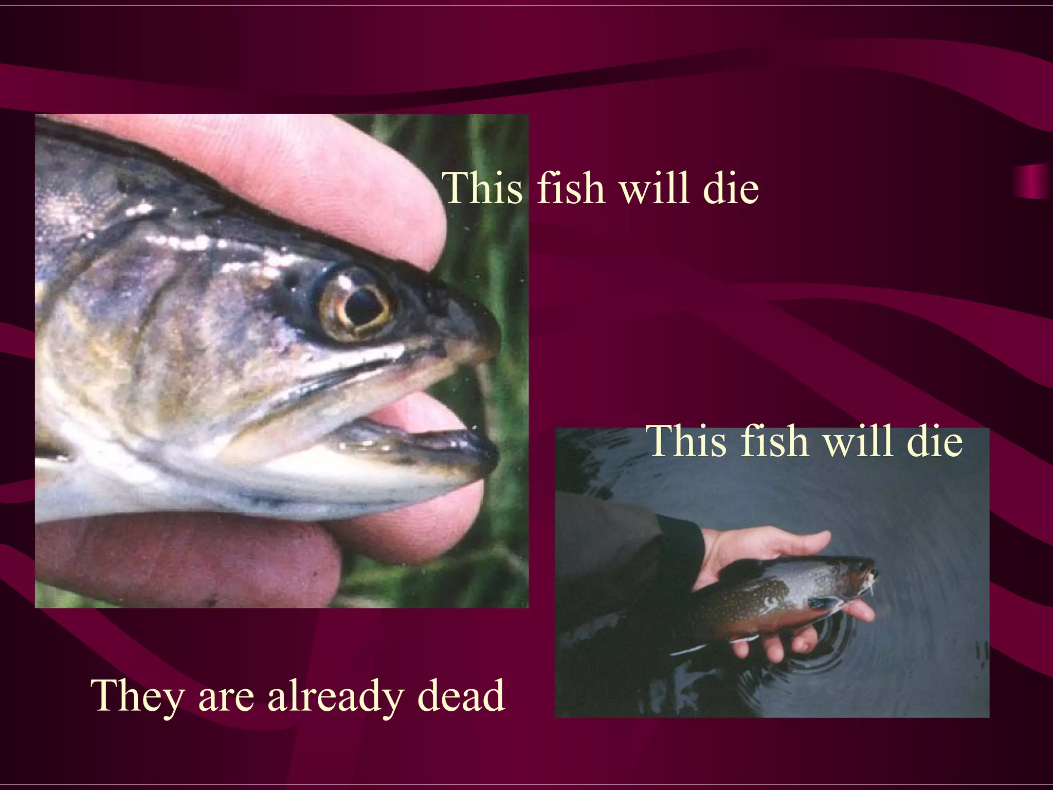 Torture | PPT | Fish and Aquariums | Pets