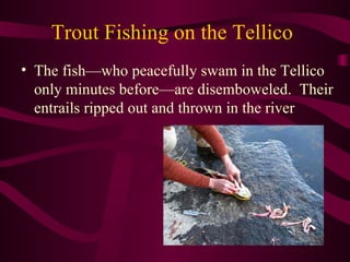 Torture | PPT | Fish and Aquariums | Pets