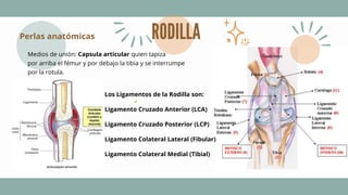 Rodilla Como las patologías pueden afectarlas | PPTX