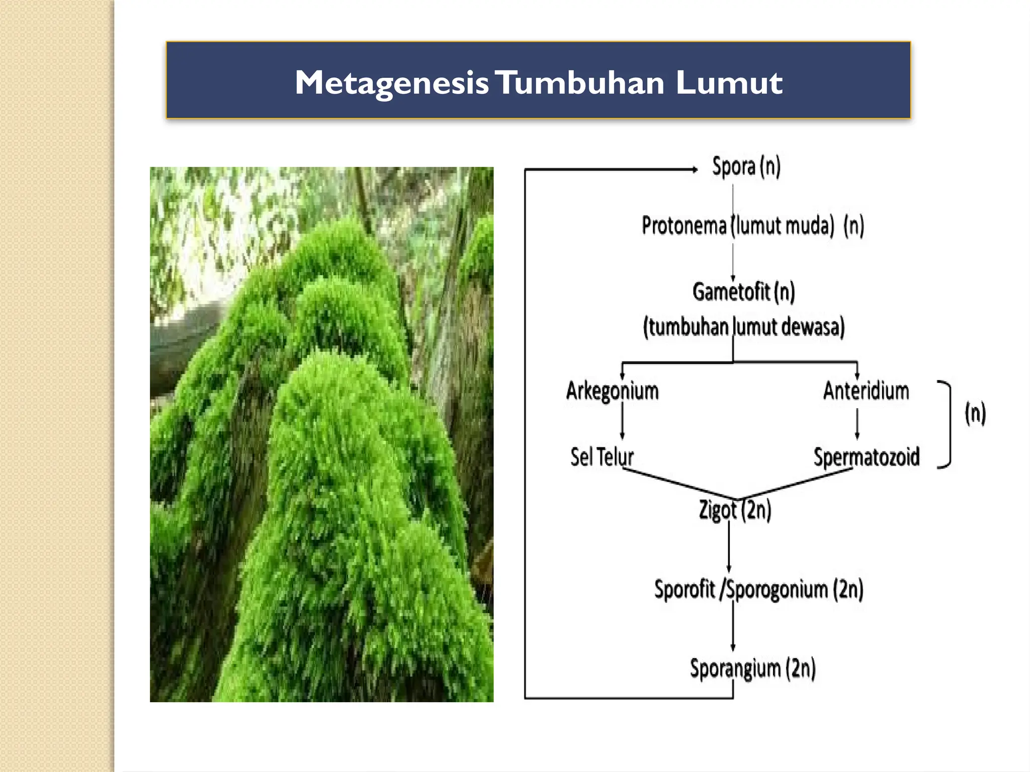 discribe about ecosistem biology grade 7.pptx | Free Download