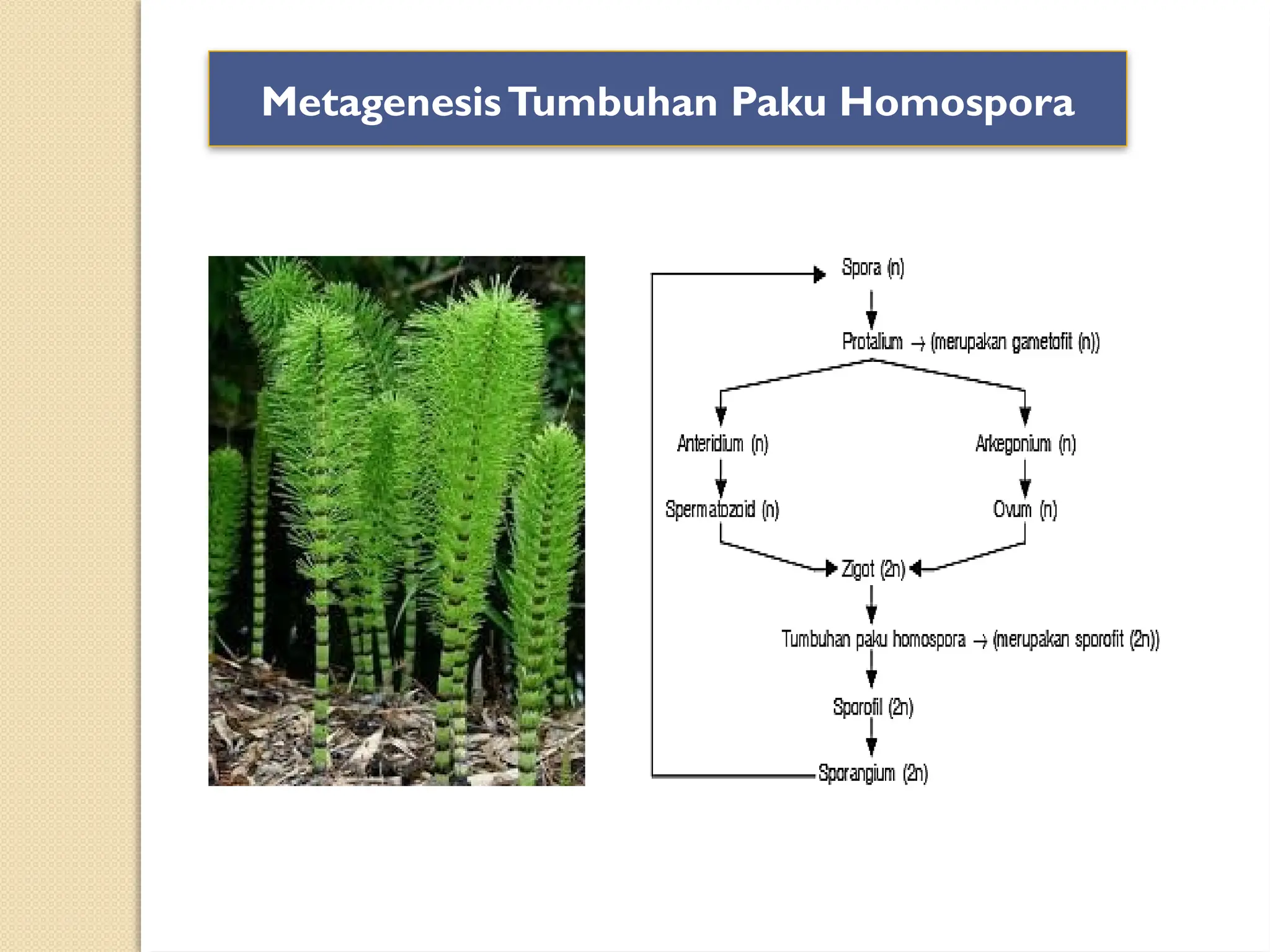 discribe about ecosistem biology grade 7.pptx