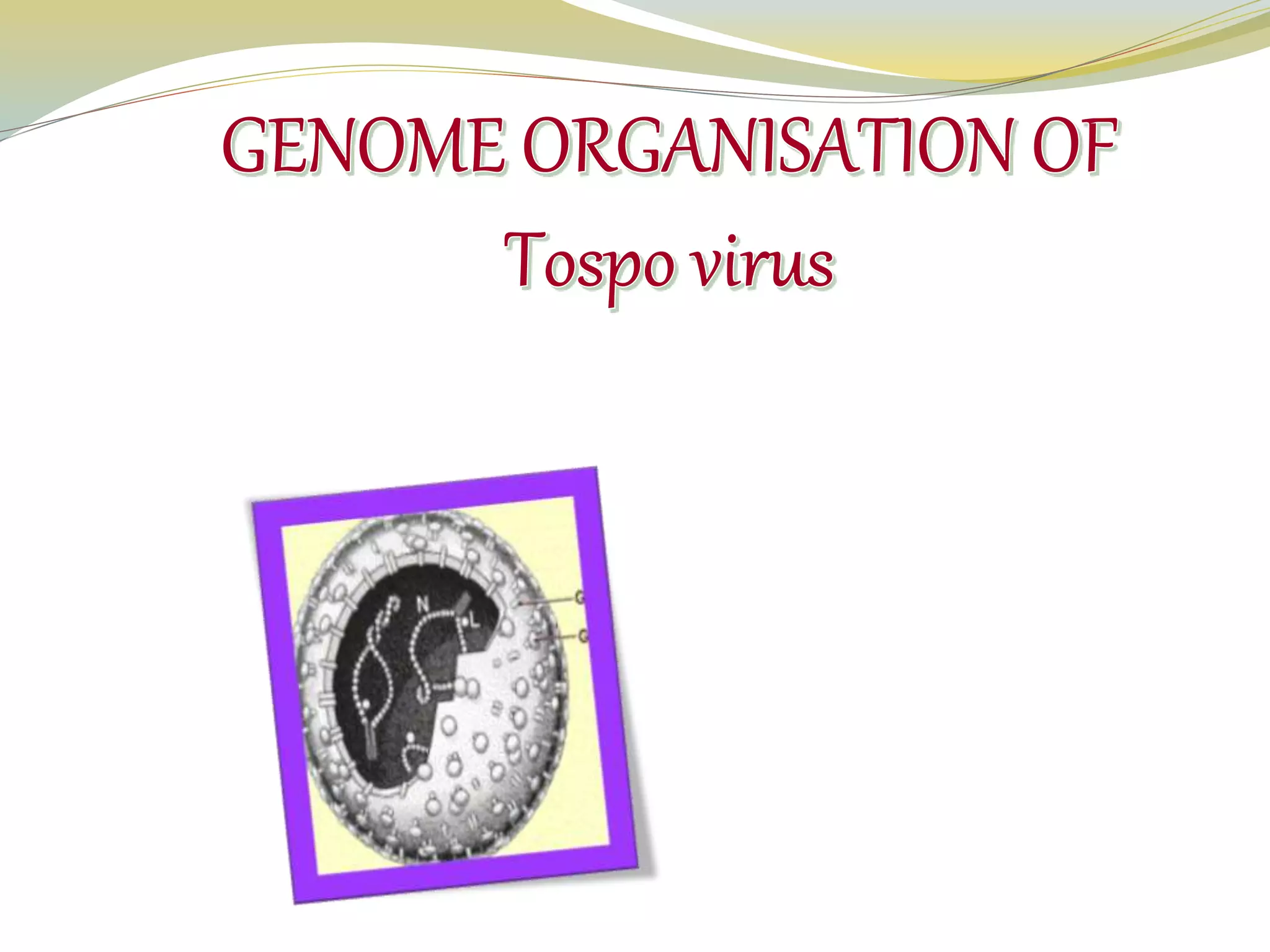 Tospovirus - Genome organization.ppt
