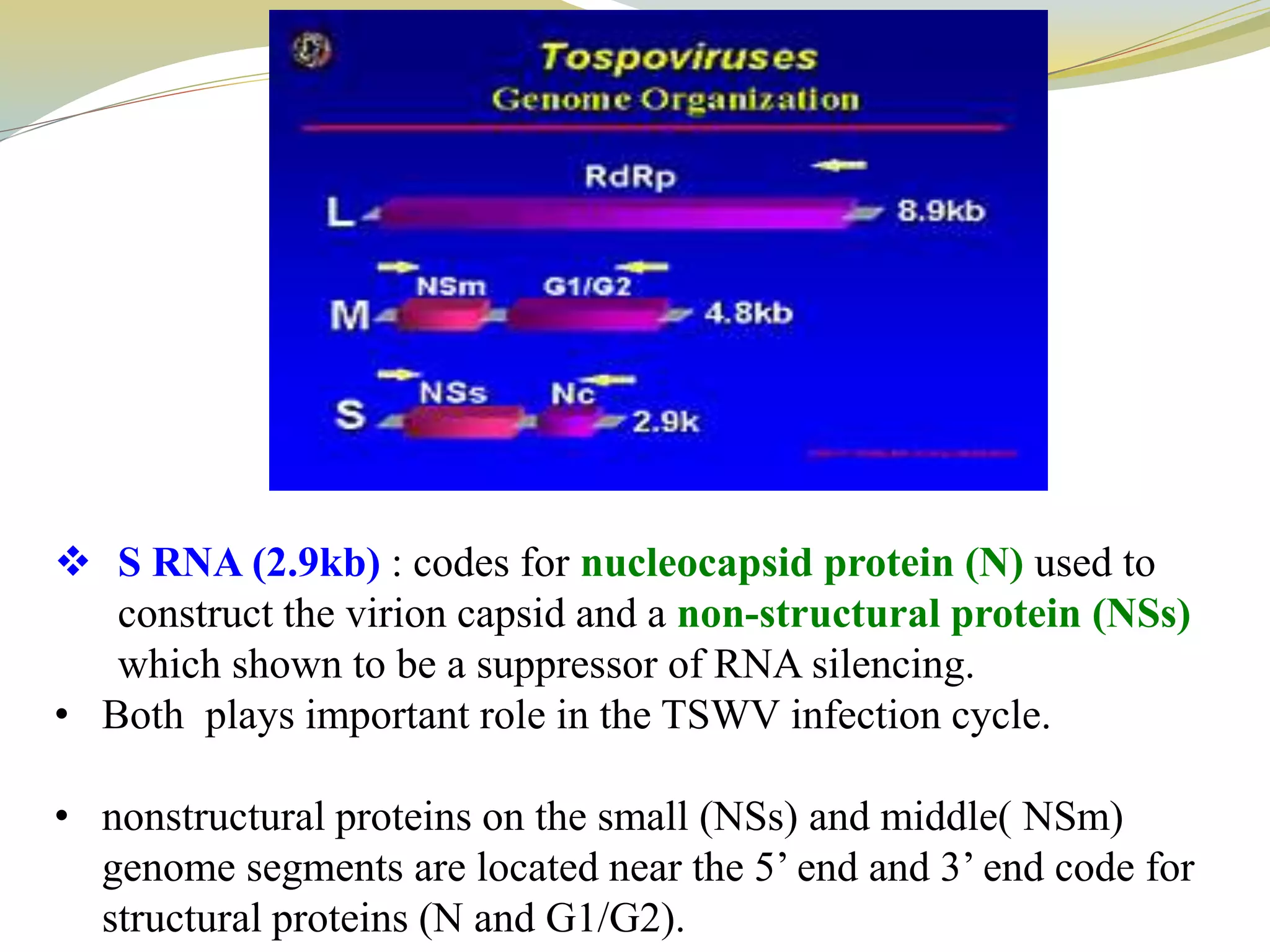 Tospovirus - Genome organization.ppt