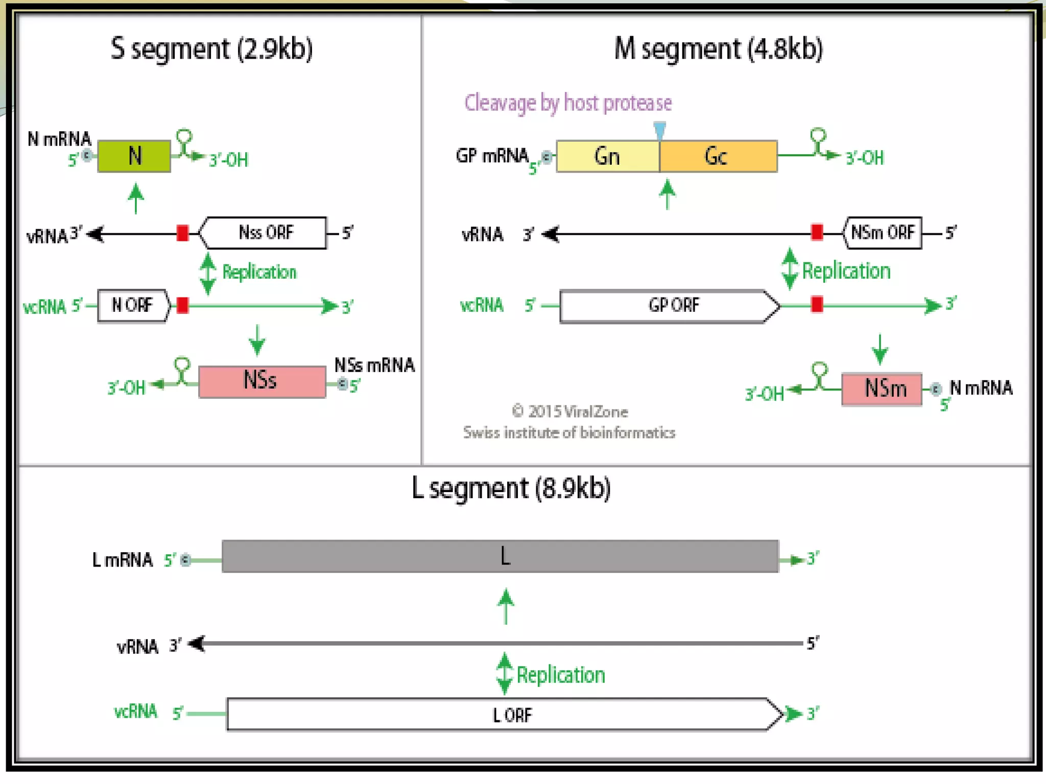 Tospovirus - Genome organization.ppt