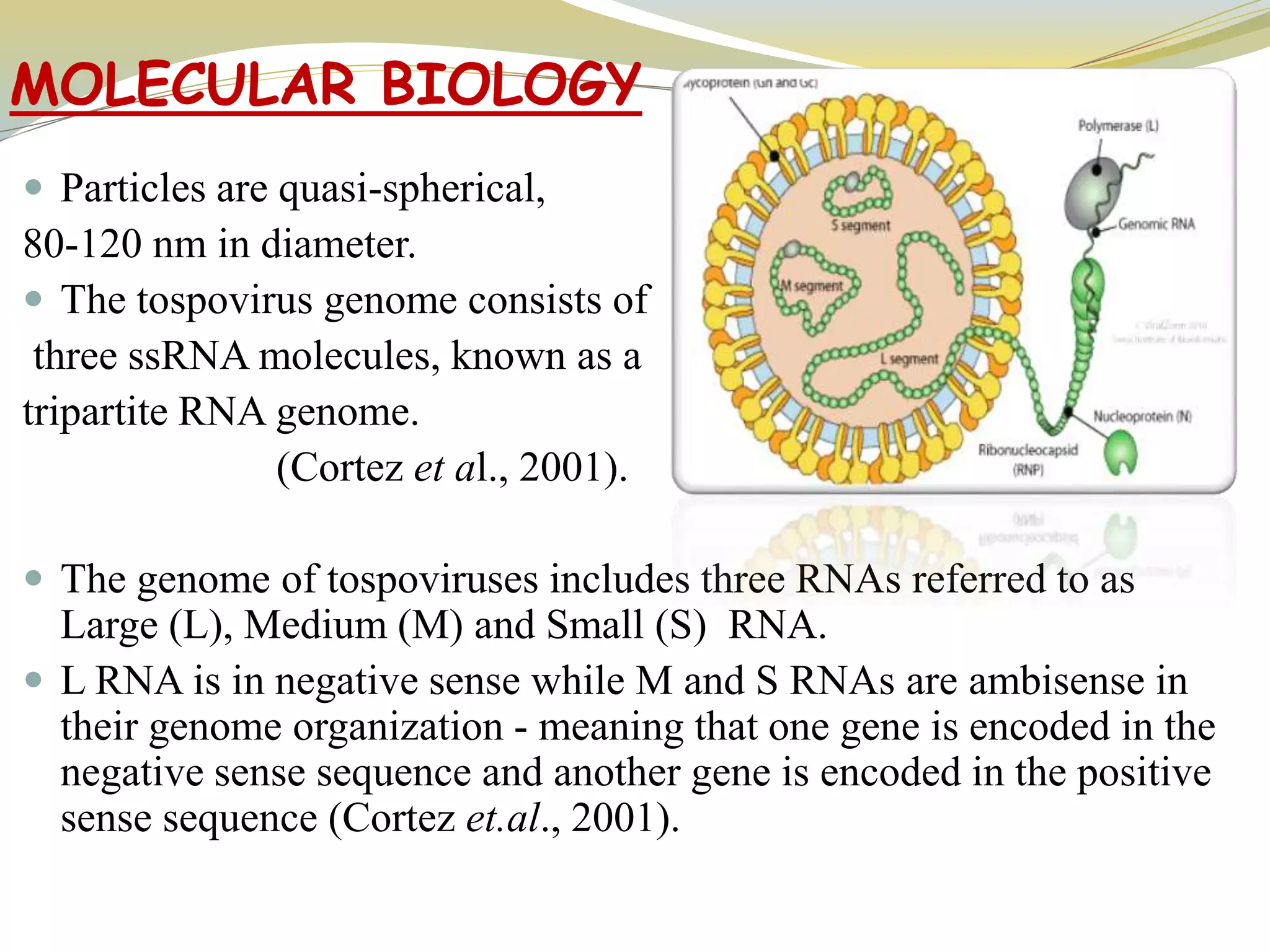 Tospovirus - Genome organization.ppt