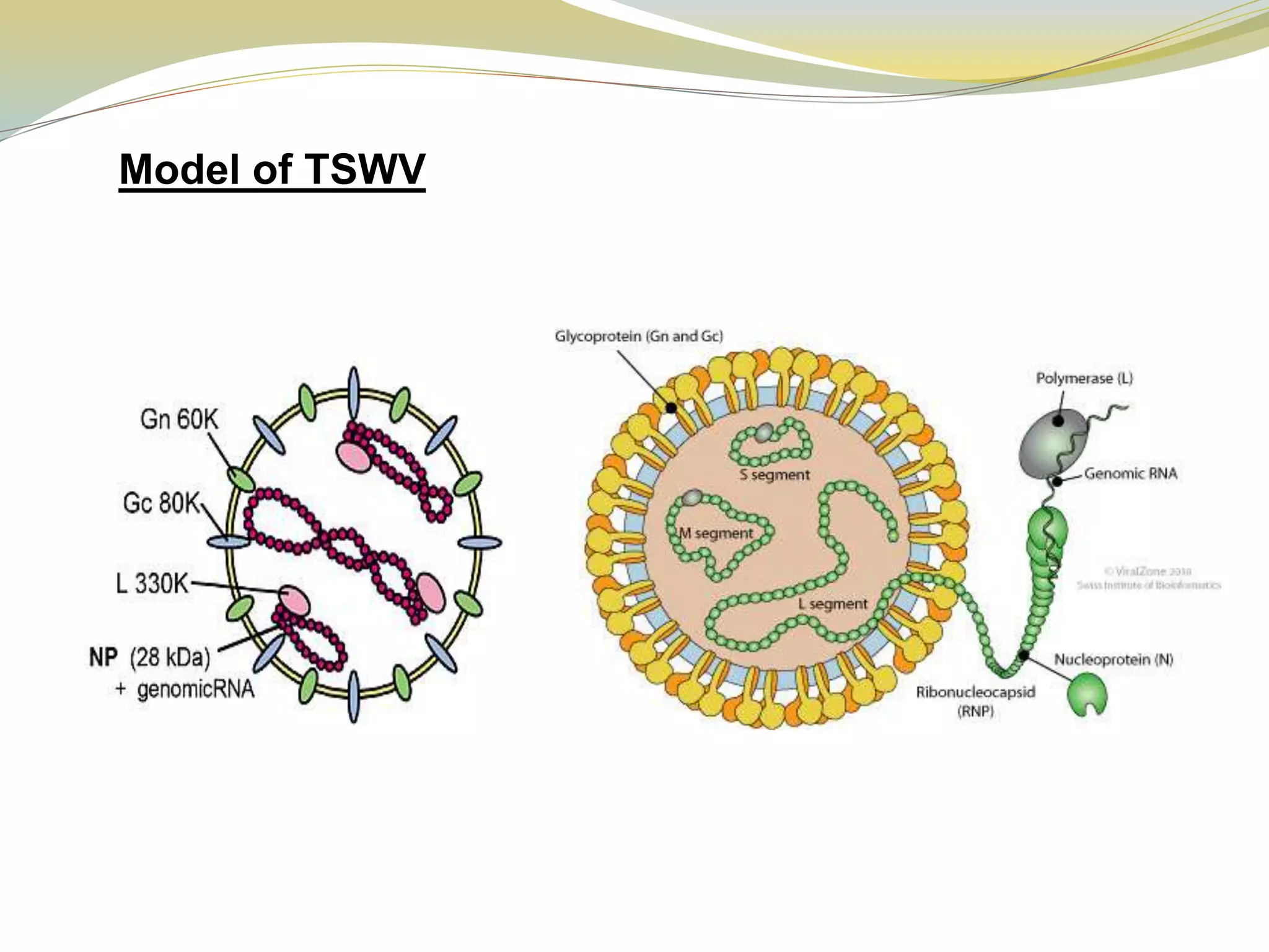 Tospovirus - Genome organization.ppt